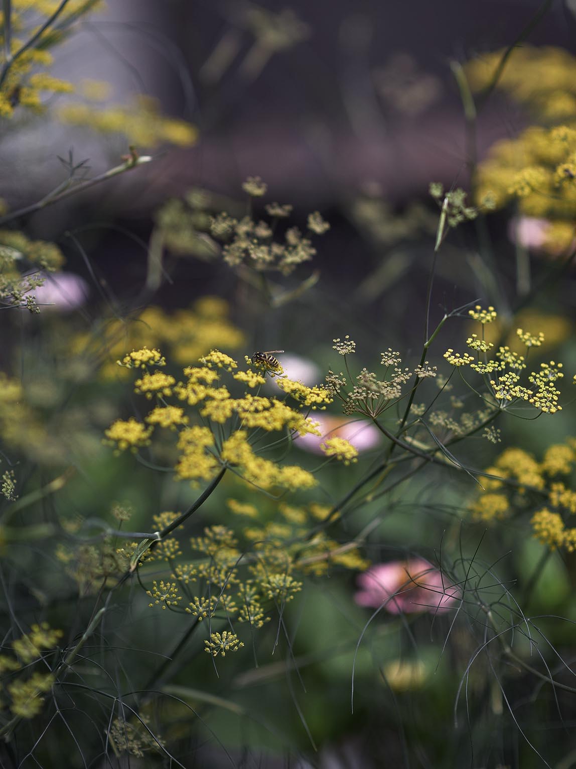 Dill 'Vierling' – Zetas Garden - Online Store