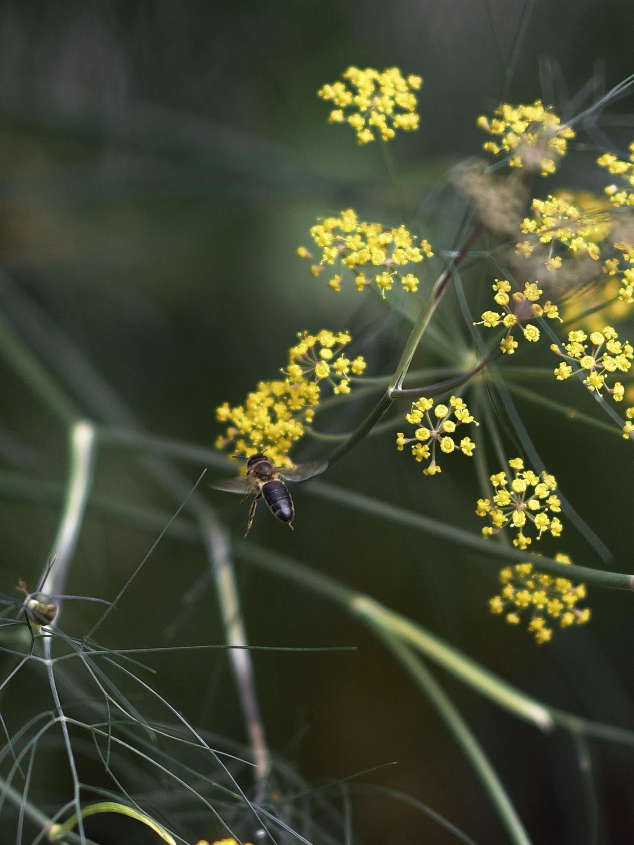 Dill 'Vierling' – Zetas Garden - Online Store