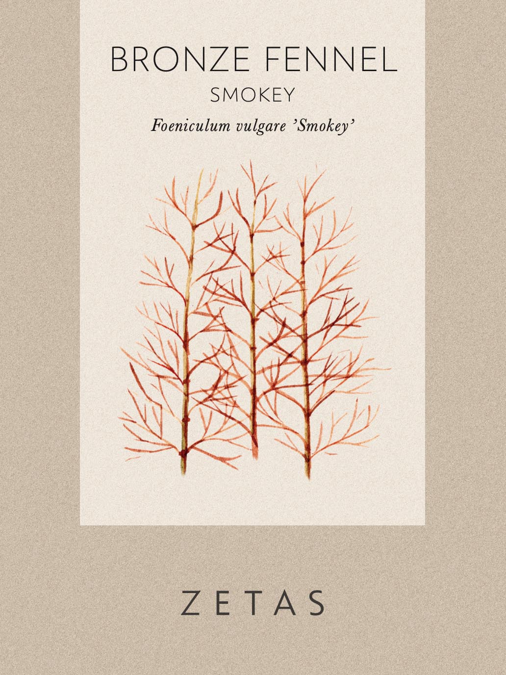 Bronze fennel 'Smokey' – Zetas Garden - Online Store