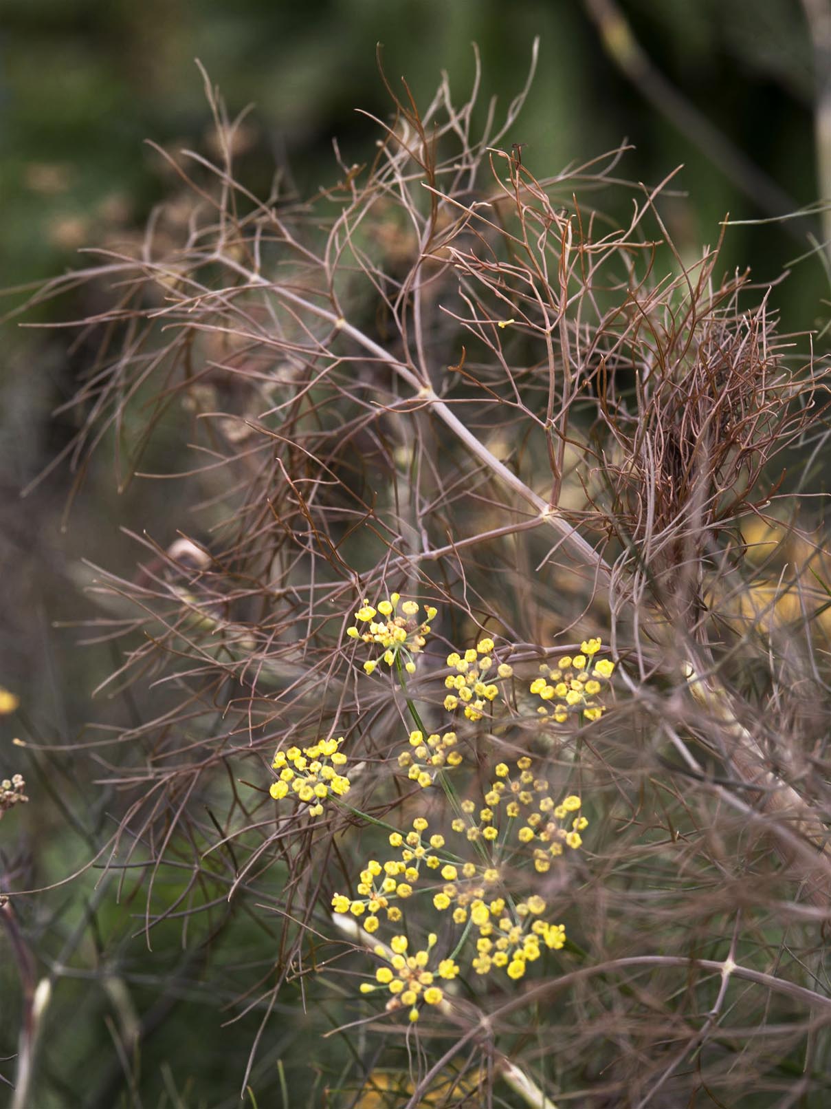 Bronze fennel 'Smokey' – Zetas Garden - Online Store