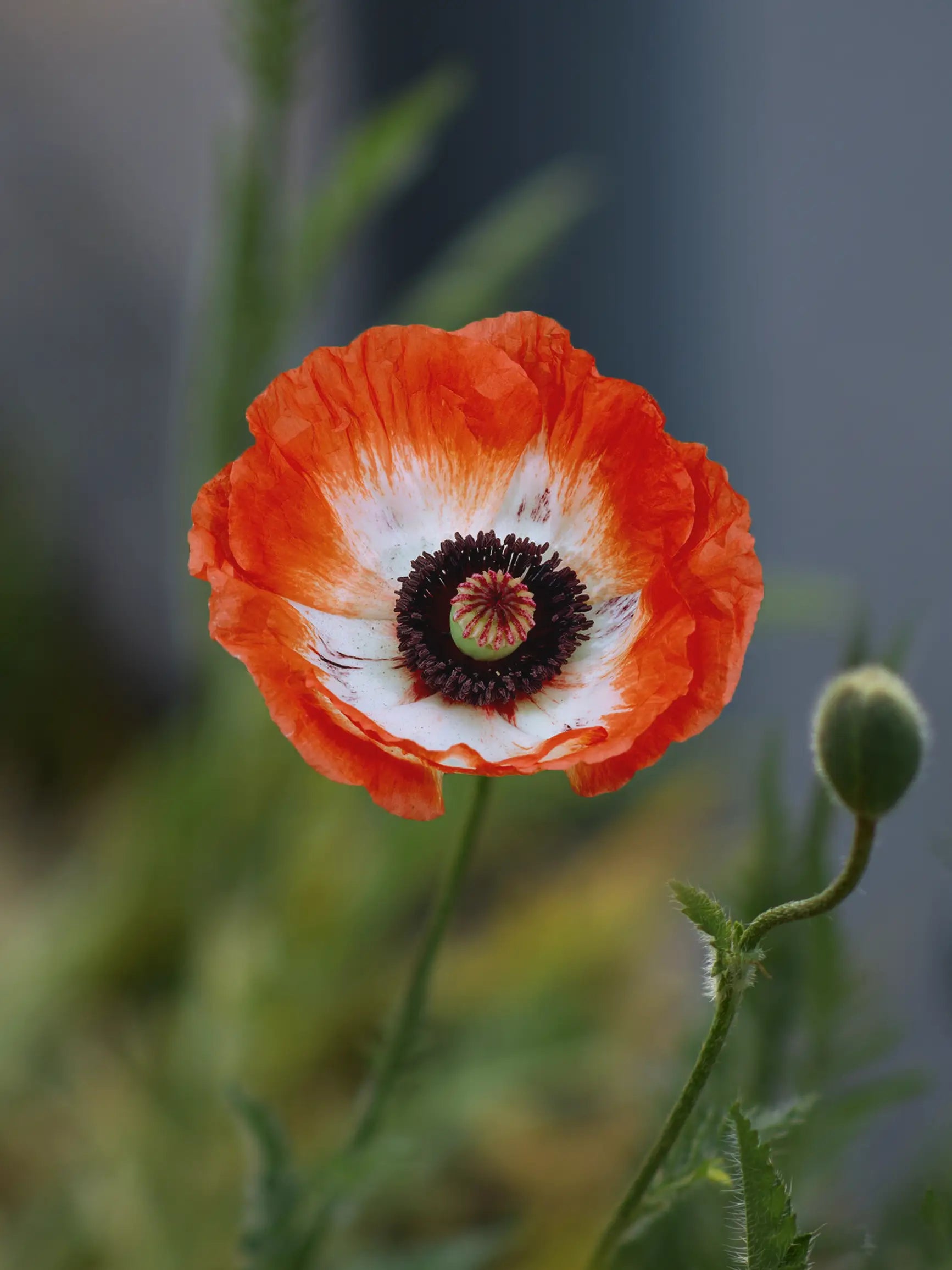 Poppy 'Pinnacle' - Bare Root – Zetas Garden - Online Store